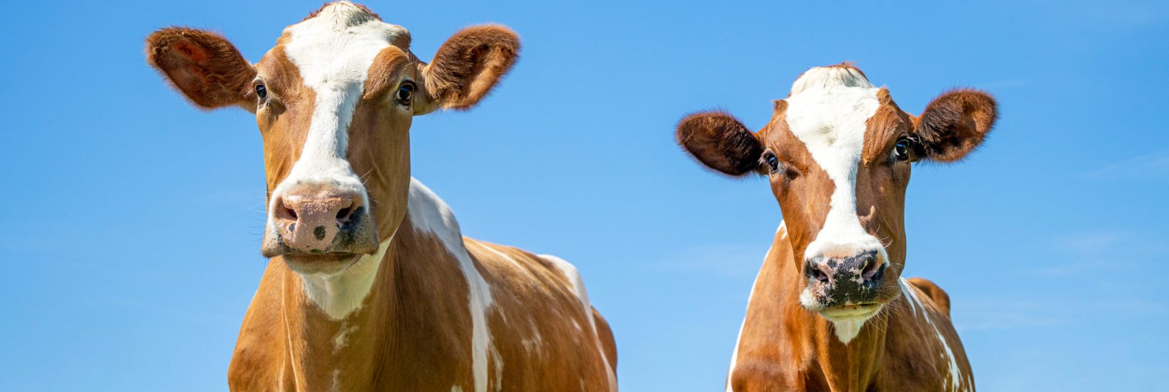 Animal care - Metaspora