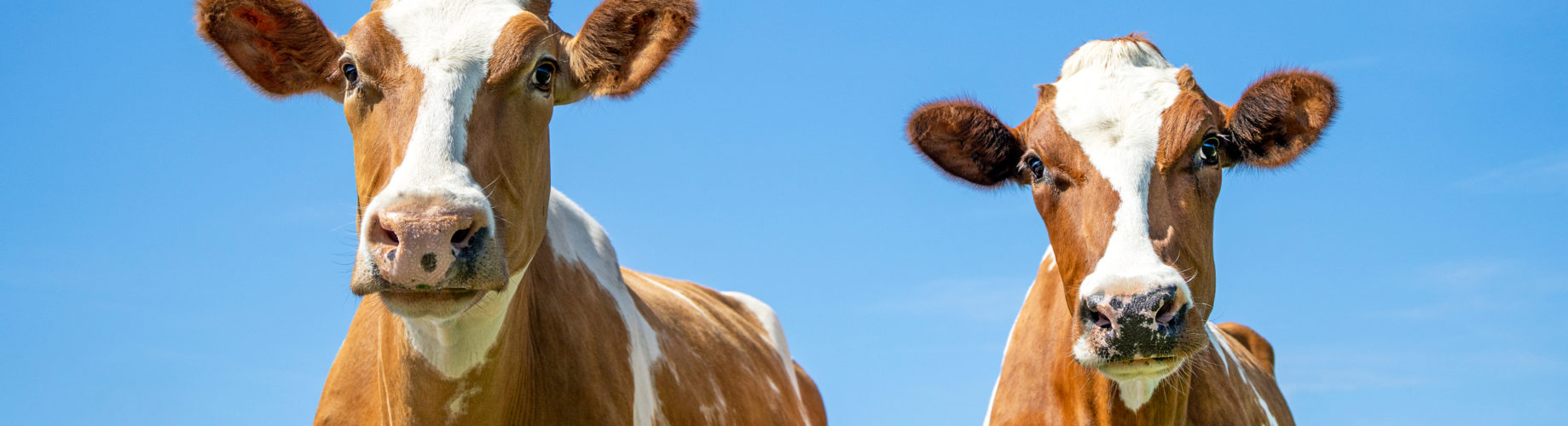 Santé animale - Metaspora