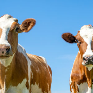 Animal care - Metaspora